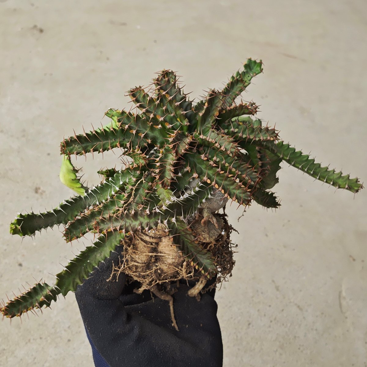 Yahoo!オークション - 【充実株】ユーフォルビア ステラータ / 飛竜 A1...