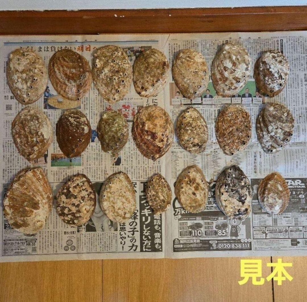 Yahoo!オークション - アワビ貝殻 約60個セット ②