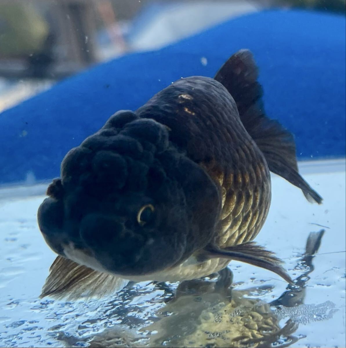 Yahoo!オークション - 《京都toto屋》1130z-14国産黒ランちゅう2歳 10....