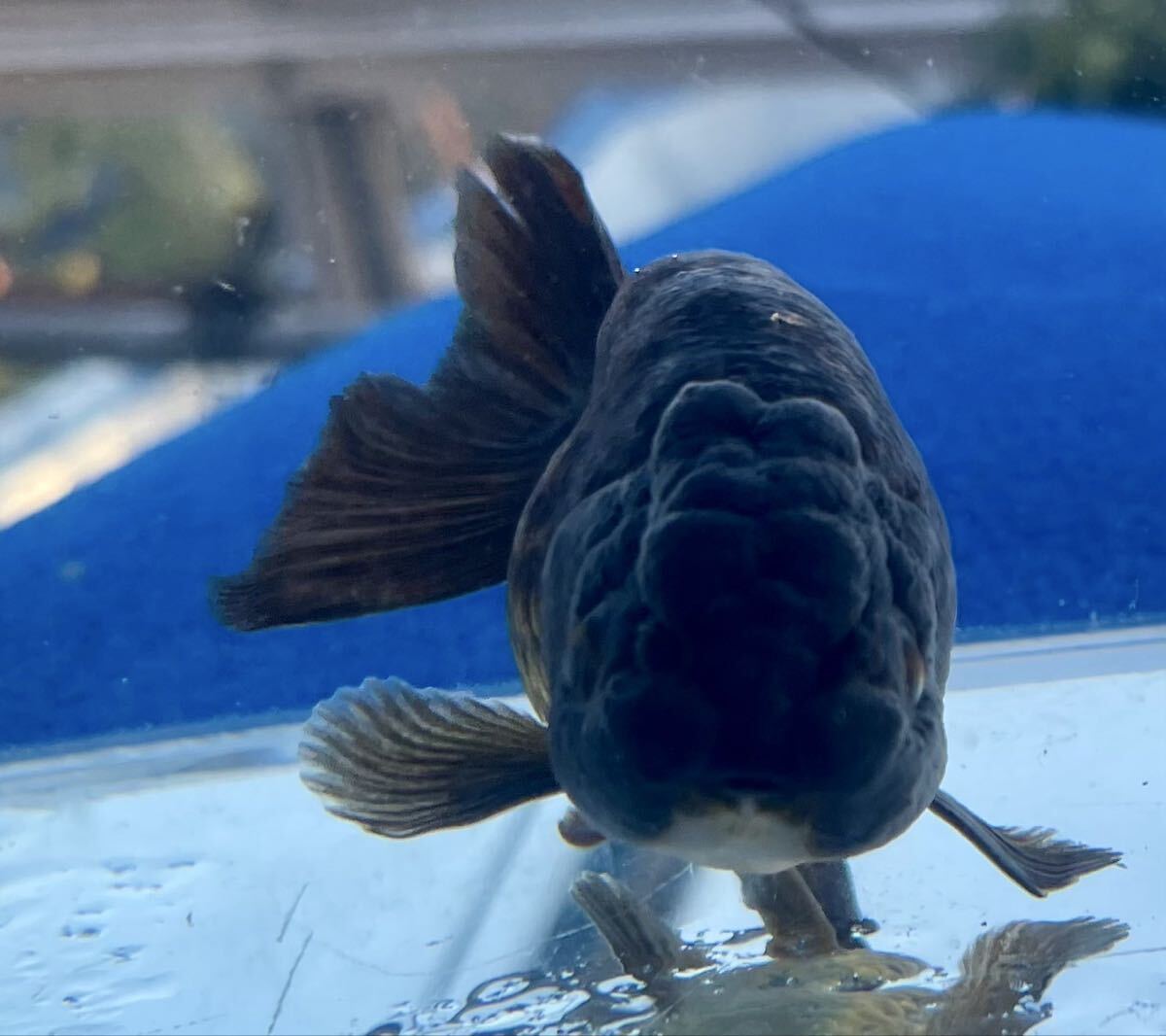 Yahoo!オークション - 《京都toto屋》1130z-14国産黒ランちゅう2歳 10....