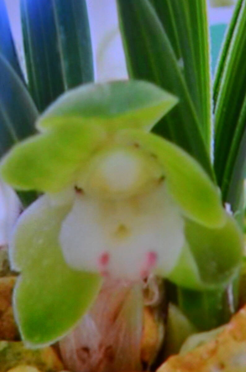 Yahoo!オークション - 日本 韓国春蘭 （仮）鬼太郎 （仮）陽炎 世宗 種...