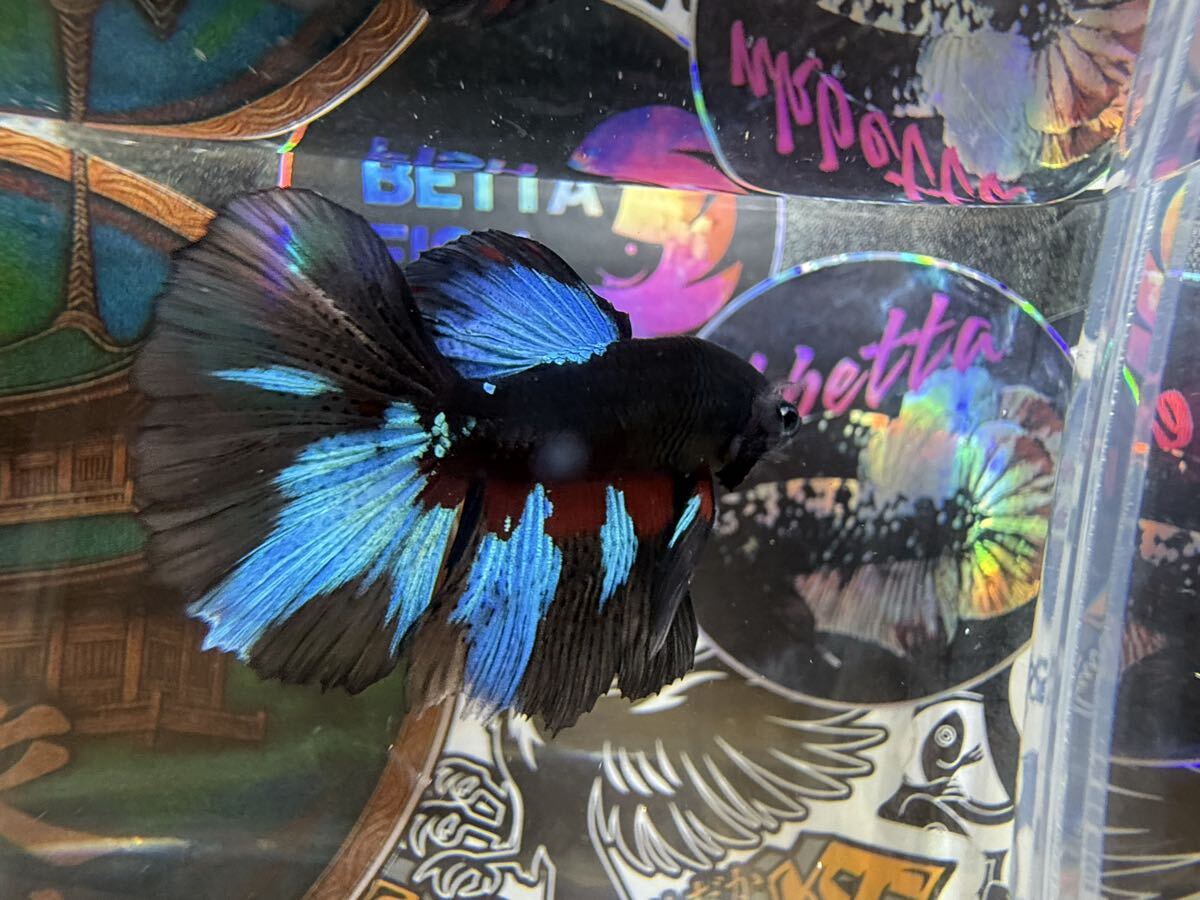 Yahoo!オークション - No．173 Black Galaxy Dragon Halfmoon