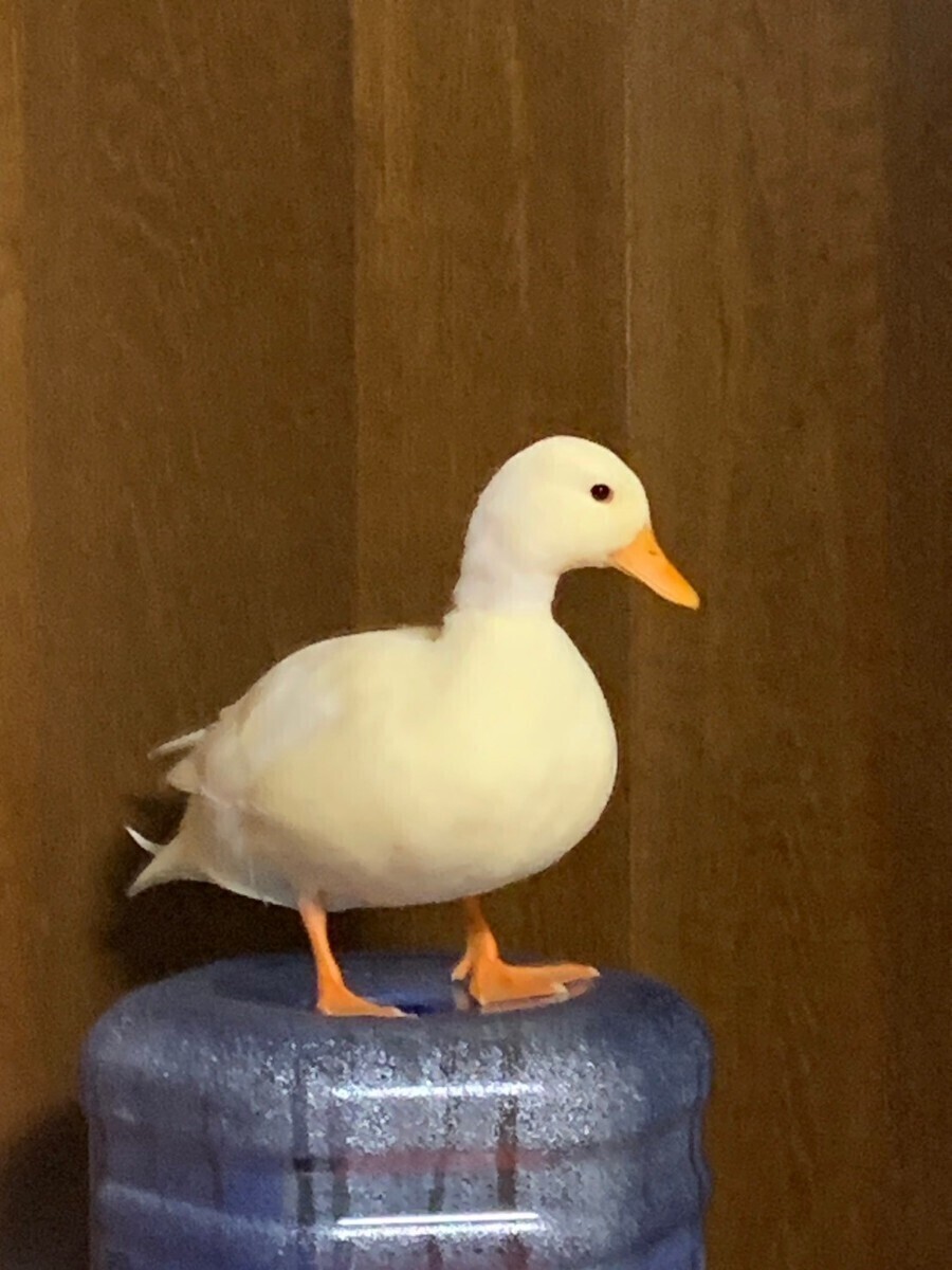 Yahoo!オークション - すずはやふぁ～む食用コールダック補償有り有精...