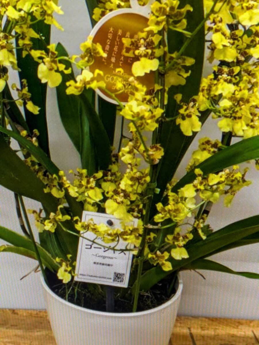 Yahoo!オークション - 洋ラン オンシジウム ゴージャス花後2株セット