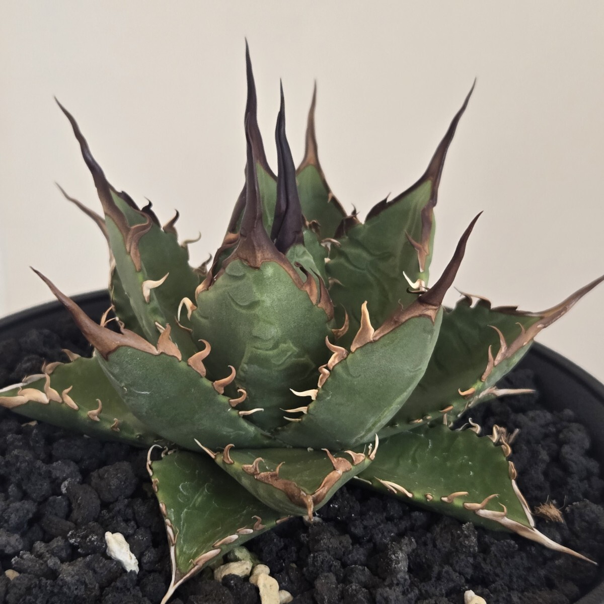 Yahoo!オークション - エボリスピナ×BB 1 agave titanota LBP ハイブ...