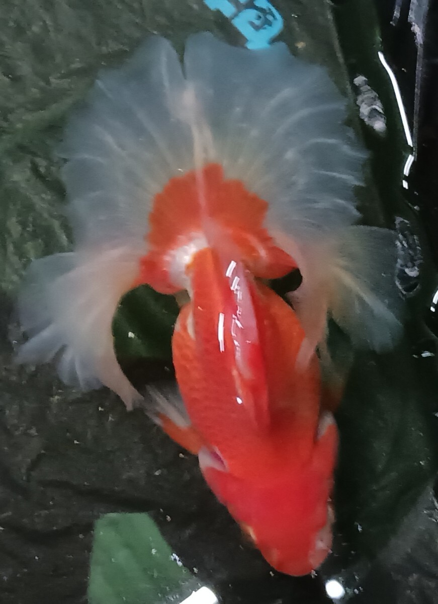 Yahoo!オークション - 土佐錦