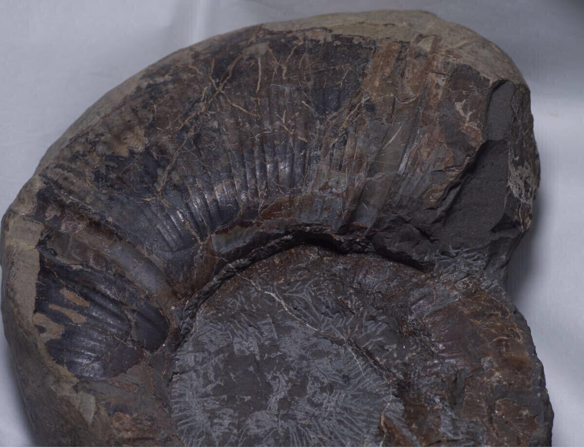 Yahoo!オークション - 日本の化石 ソウウンナイテス 北海道幌加内産