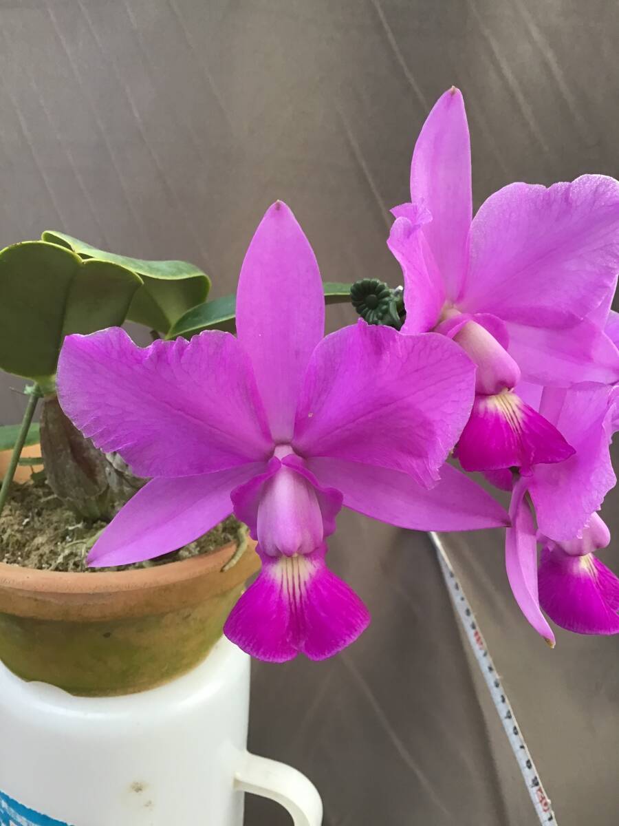 Yahoo!オークション - 洋蘭原種 ST-248 4輪咲のワルケリアナ 選抜品