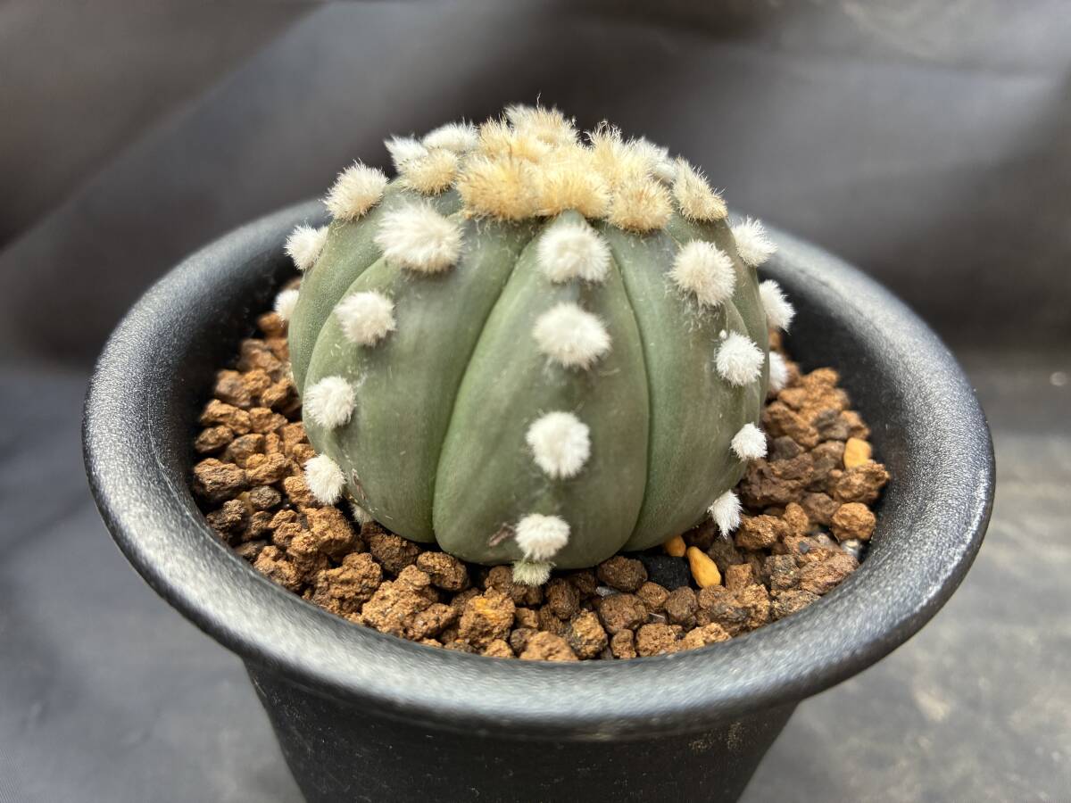 Yahoo!オークション - サボテン・多肉植物 C81 ルリ兜