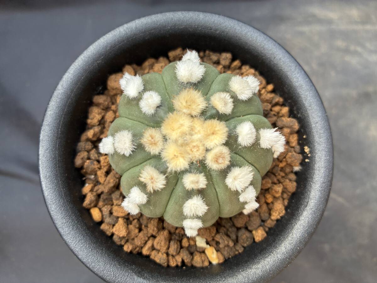 Yahoo!オークション - サボテン・多肉植物 C81 ルリ兜