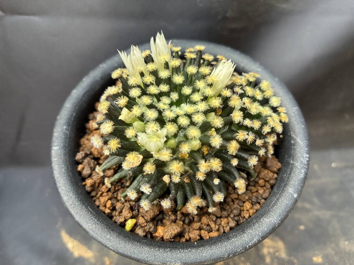 Yahoo!オークション - サボテン・多肉植物 C98 黒肌明星