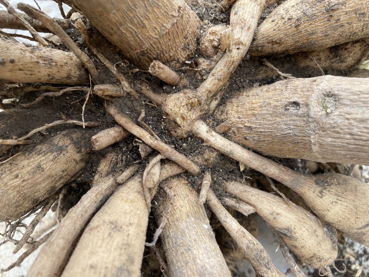 Yahoo!オークション - ダリア 白陽 はくよう 球根 2.5kg 超