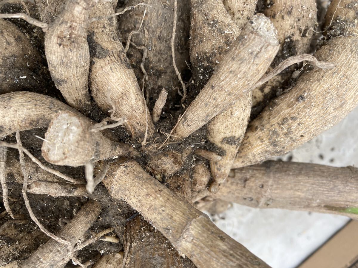 Yahoo!オークション - ダリア 白陽 はくよう 球根 2.5kg 超