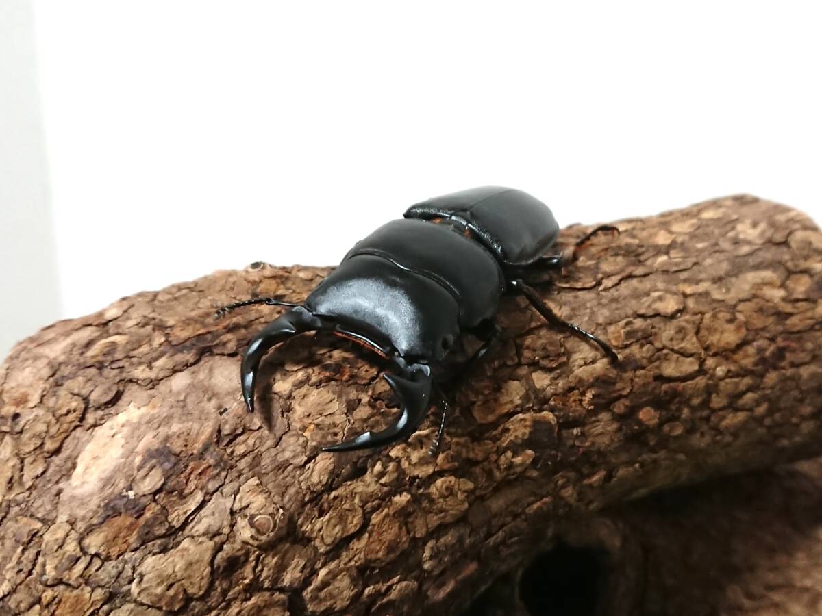 Yahoo!オークション - 【Garda血統】グランディスオオクワガタ ♂68.5m...