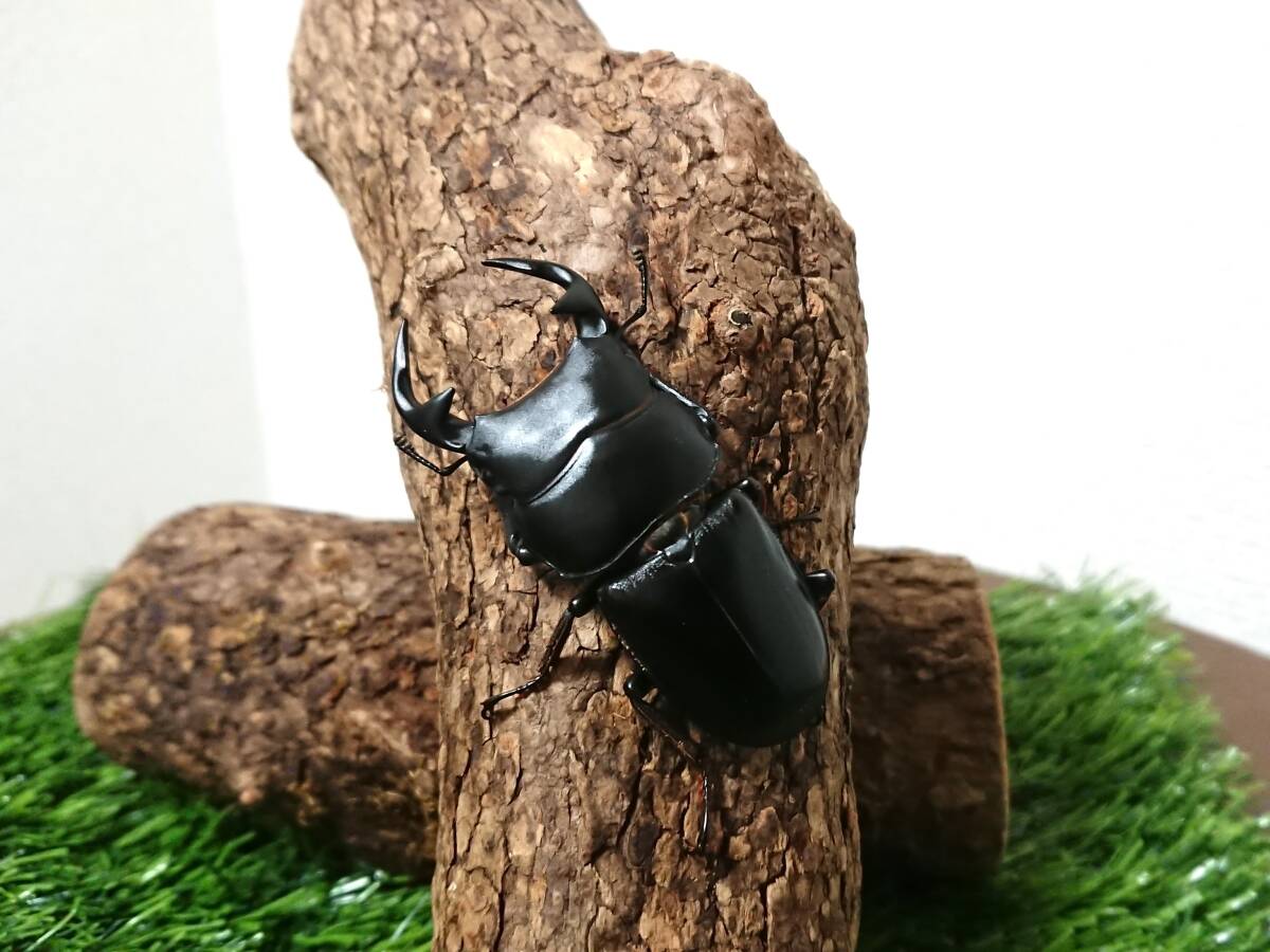 Yahoo!オークション - 【Garda血統】グランディスオオクワガタ ♂68.5m...