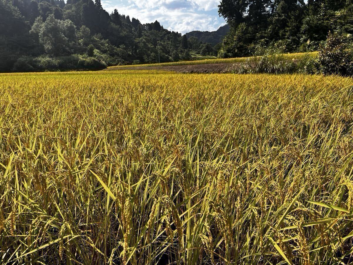 Yahoo!オークション - 魚沼産コシヒカリ 玄米30kg 令和7年産 新米 貴重...