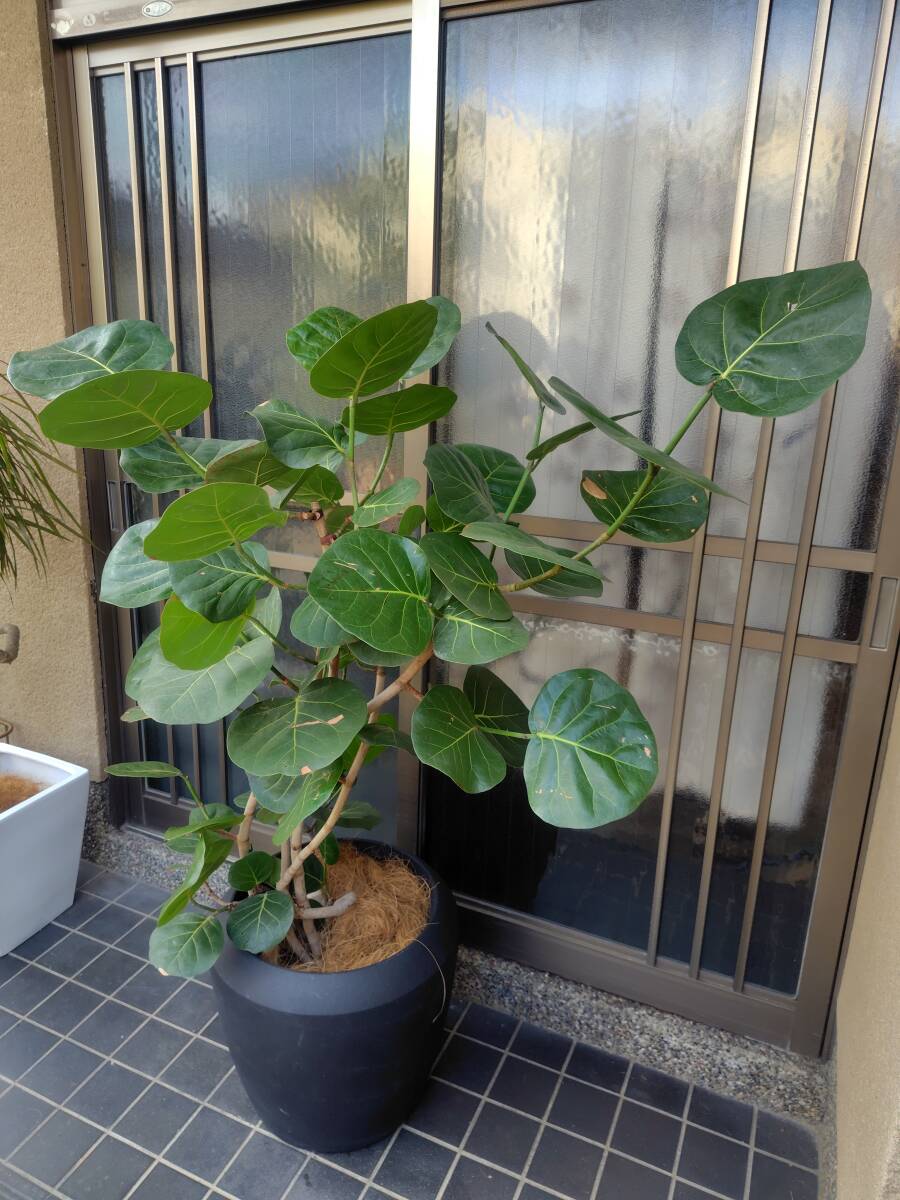 Yahoo!オークション - 観葉植物② シーグレープ ハマベブドウ タデ 人...