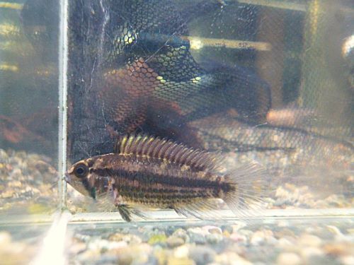 Yahoo!オークション - 送料無料 アピスト カカトオイデスITAYA ...