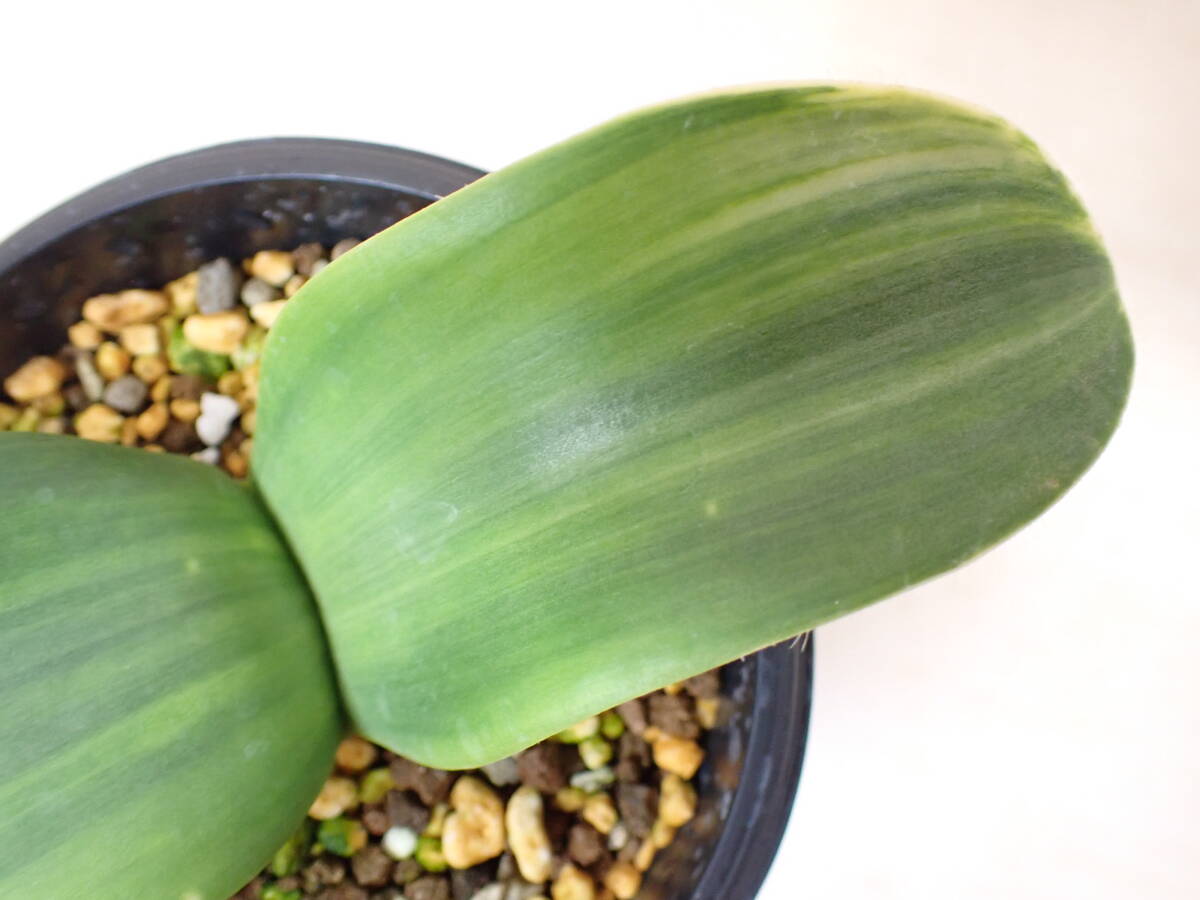 Yahoo!オークション - 【花園園芸】FK3.斑入りハエマンサス【斑入りダ...