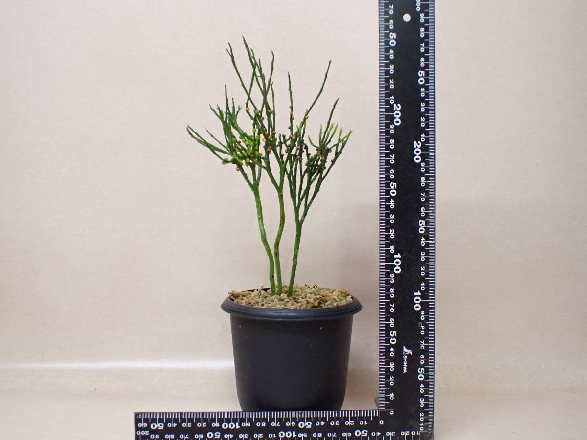 Yahoo!オークション - 【花園園芸】MR2.松葉蘭【黒龍角】園芸品種/松...