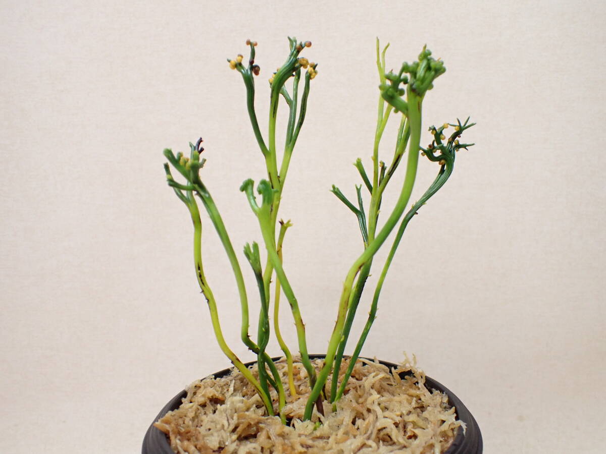 Yahoo!オークション - 【花園園芸】MR4.松葉蘭【玉龍角ノ斑】園芸品種...