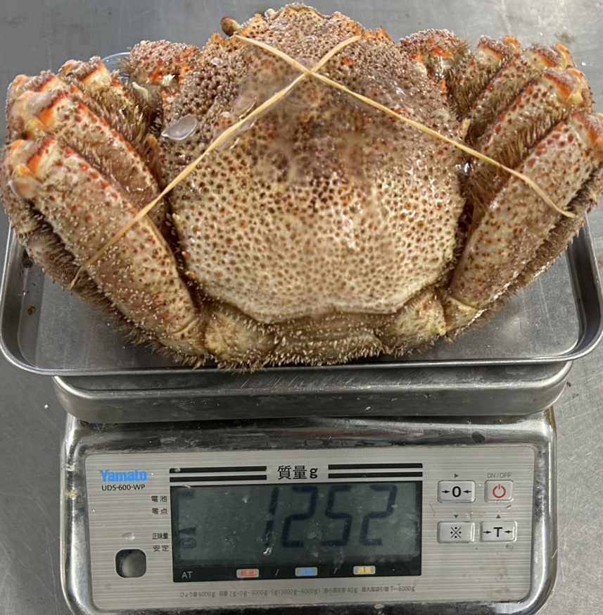 Yahoo!オークション - 極上堅がに 約1.25kg 信頼と実績の大きさ 【ど...