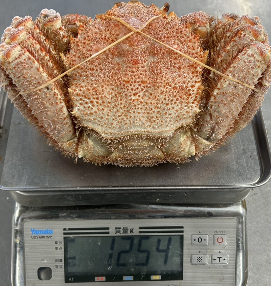 Yahoo!オークション - 極上堅がに 約1.25kg 信頼と実績の大きさ 【ど...