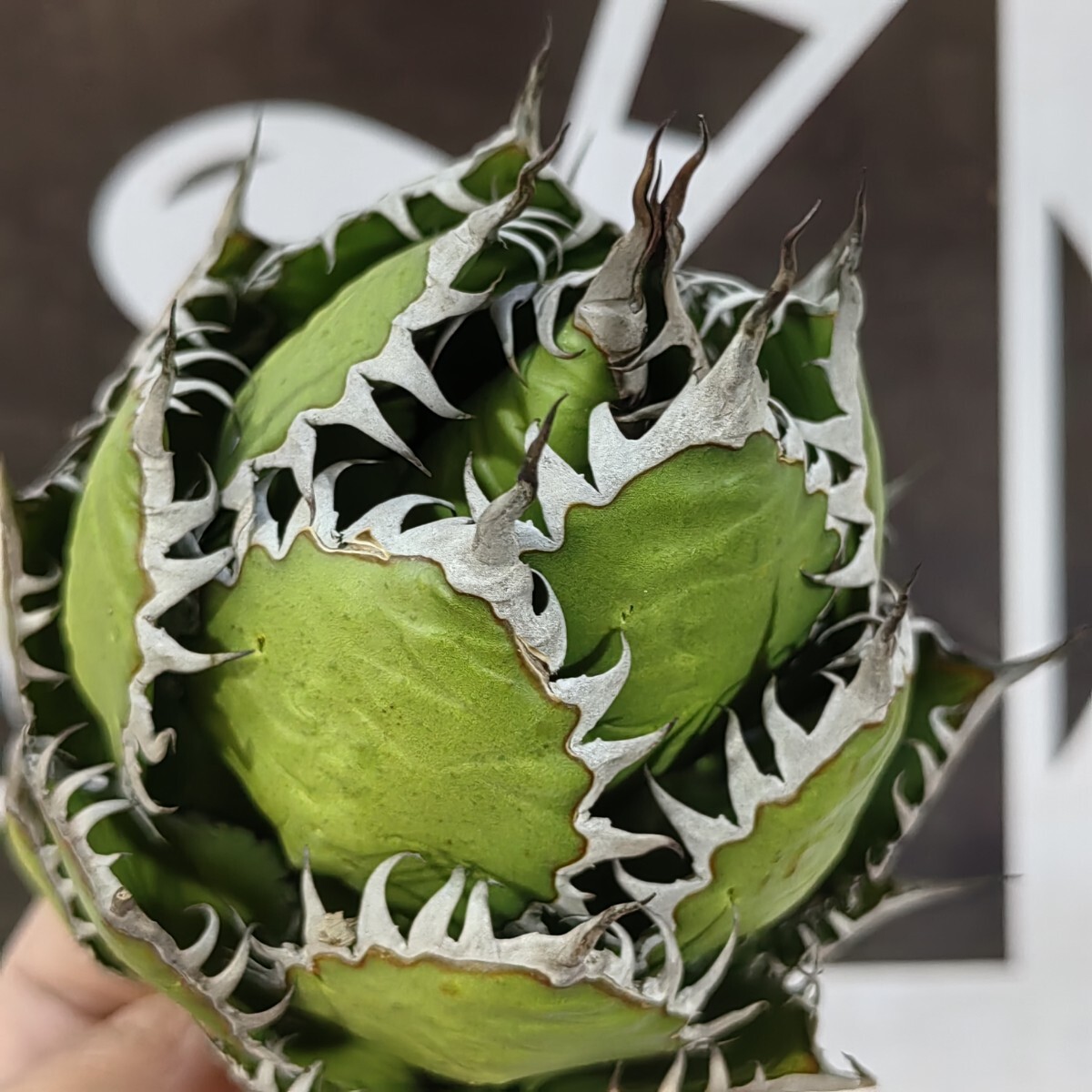 Yahoo!オークション - 287【上澳園芸】アガベ チタノタ ホリダ 極上株 ...