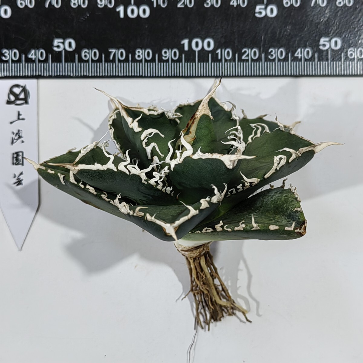 Yahoo!オークション - 322【上澳園芸】 アガベ チタノタ shangao-006 ...