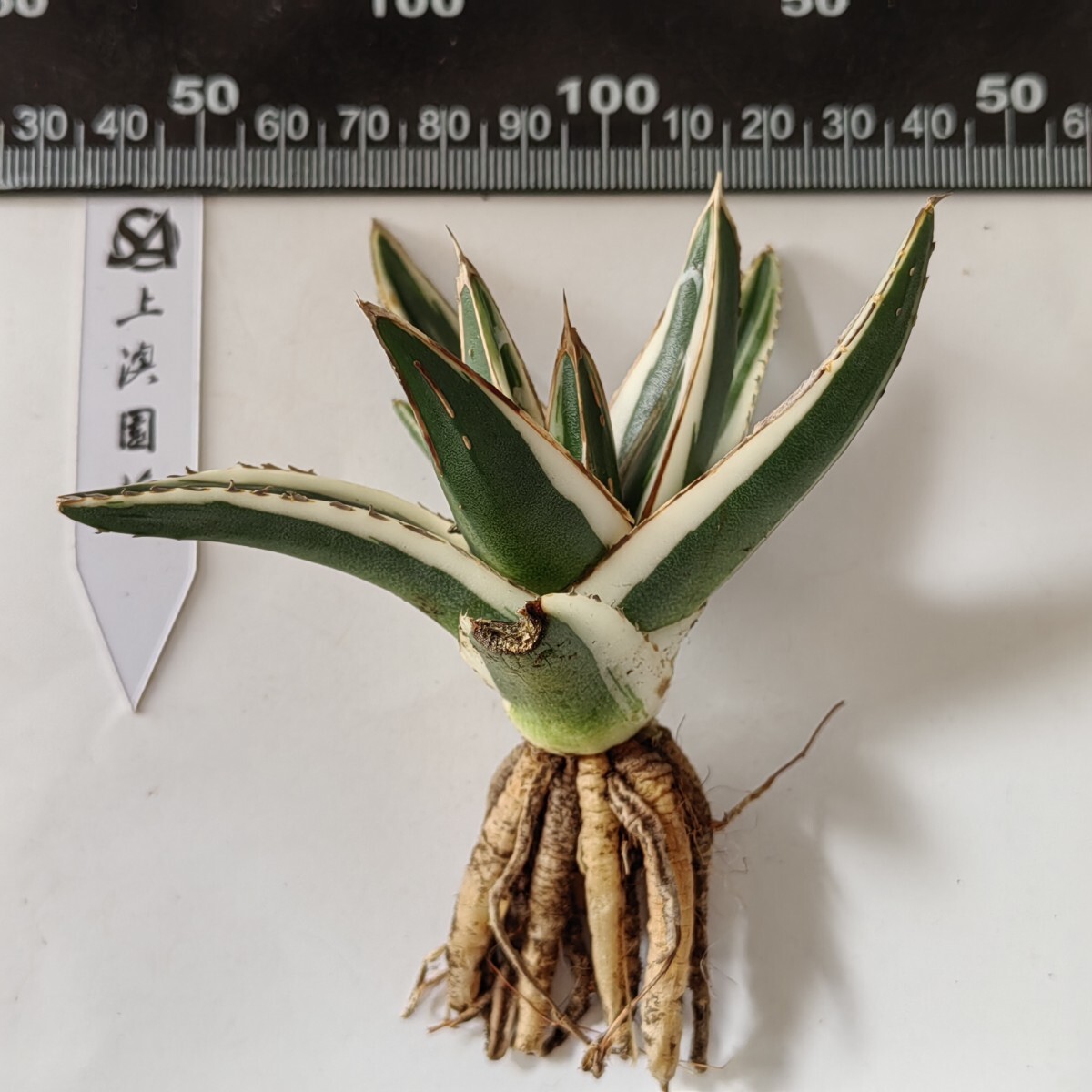 Yahoo!オークション - 382【上澳園芸】アガベ チタノタ 氷山 特選 優良...