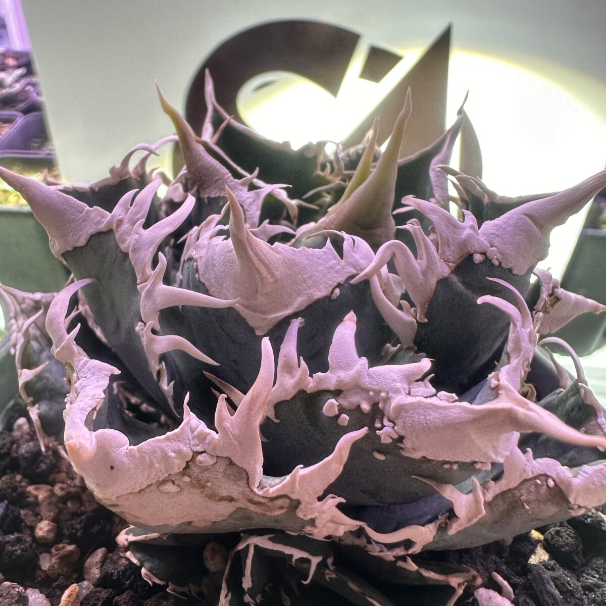 Yahoo!オークション - 327【上澳園芸】 アガベ チタノタ shangao-008 ...