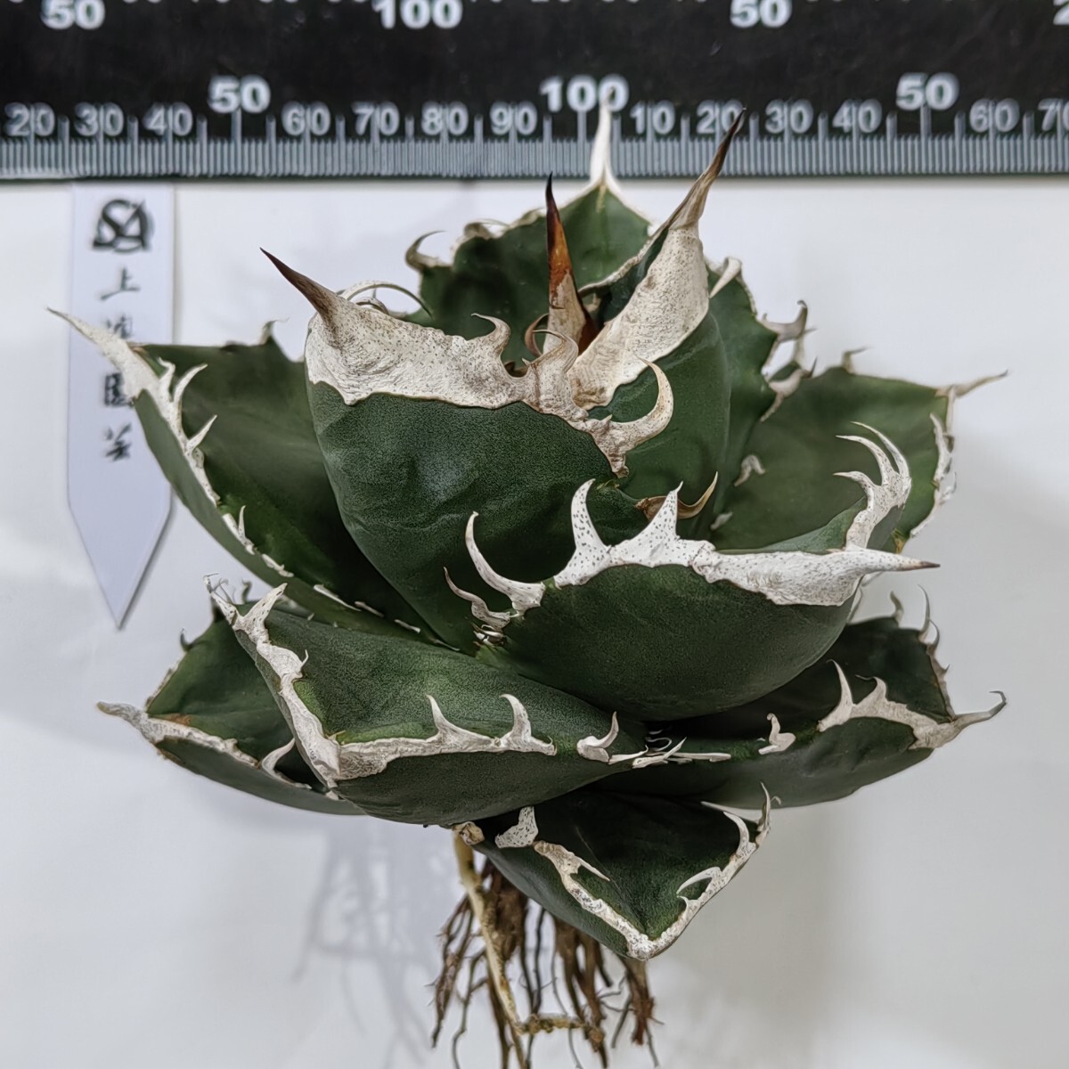 Yahoo!オークション - 005【上澳園芸】アガベ チタノタ SAD 南アフリカ...