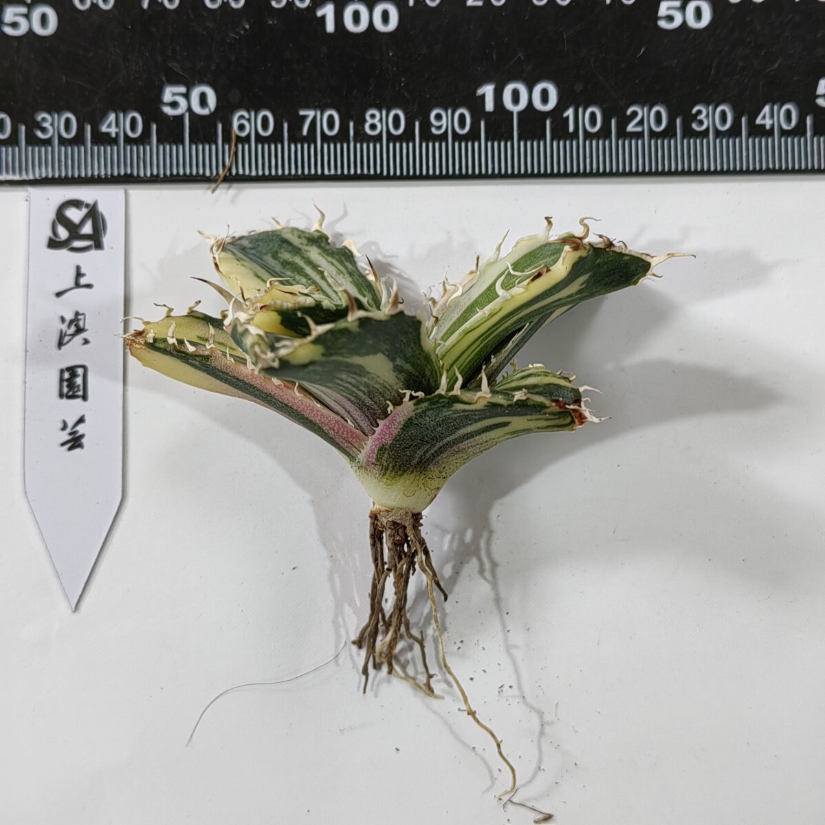 Yahoo!オークション - 019【上澳園芸】 アガベ Agave チタノタ 白鯨錦 ...