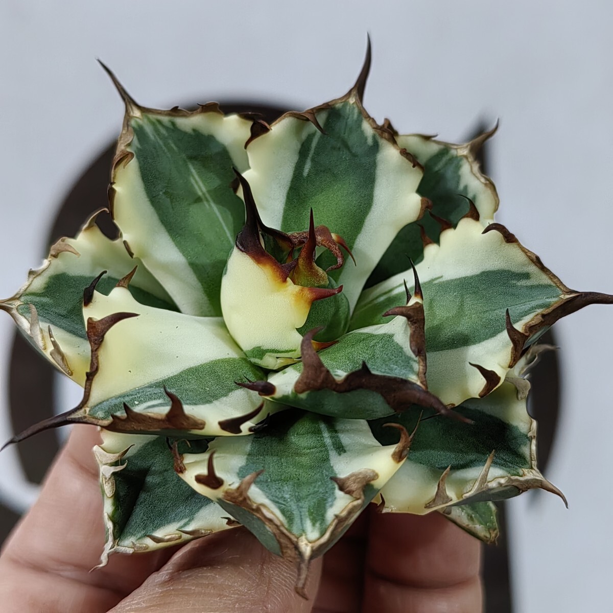 Yahoo!オークション - 021【上澳園芸】アガベ チタノタ 姫巌竜錦 白覆...