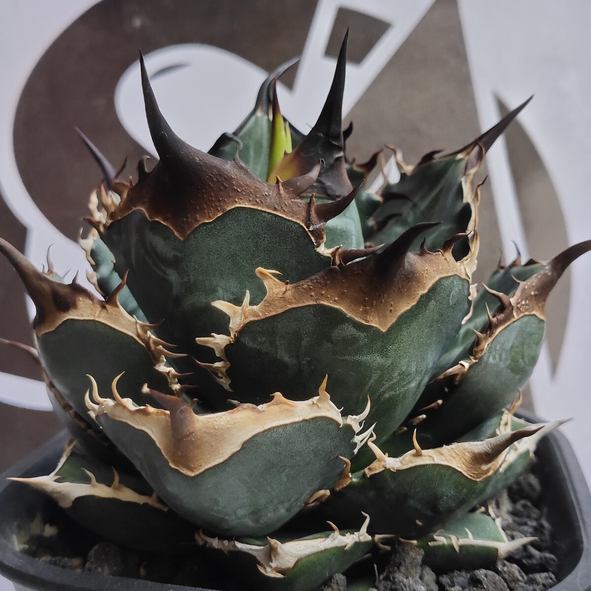 027 上澳園芸 アガベ チタノタ 緑犀牛 濃黒棘 超強棘 LED管理 良質子株(アガベ)｜売買されたオークション情報、yahooの商品情報をアーカイブ公開 - オークファン（aucfan.com）