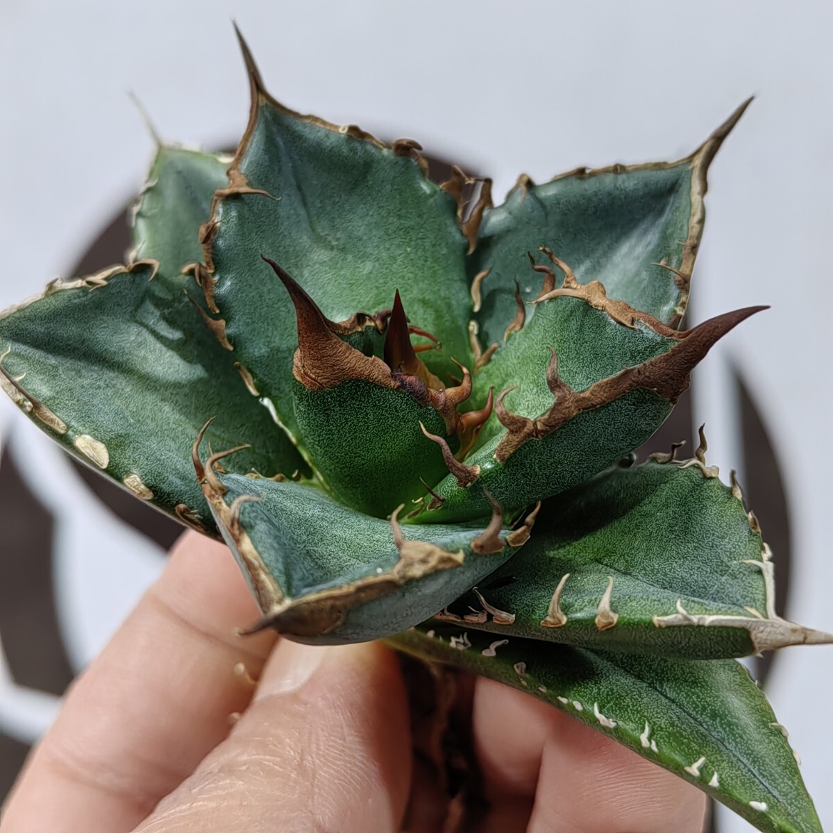 027 上澳園芸 アガベ チタノタ 緑犀牛 濃黒棘 超強棘 LED管理 良質子株(アガベ)｜売買されたオークション情報、yahooの商品情報をアーカイブ公開 - オークファン（aucfan.com）