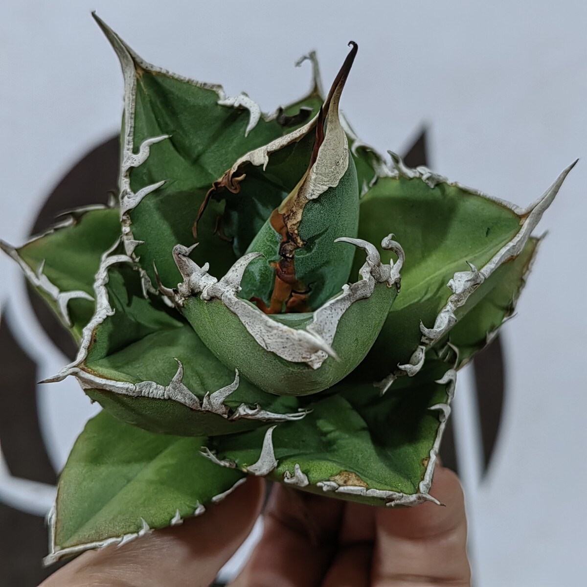 Yahoo!オークション - 041【上澳園芸】アガベ チタノタ shangao-004 バ...