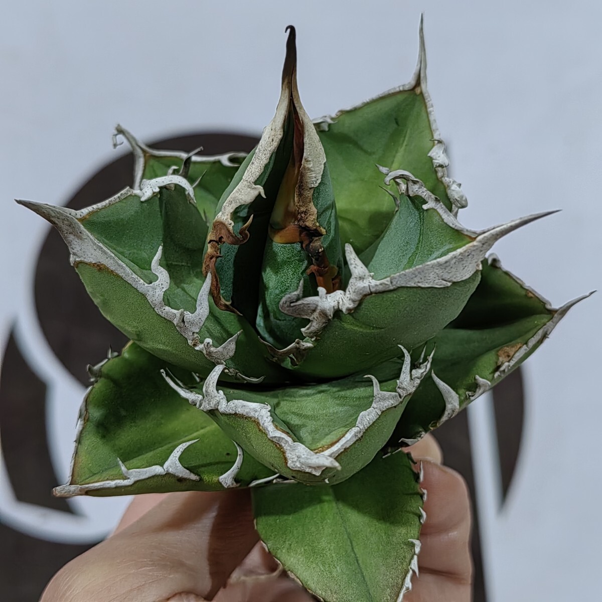 Yahoo!オークション - 041【上澳園芸】アガベ チタノタ shangao-004 バ...