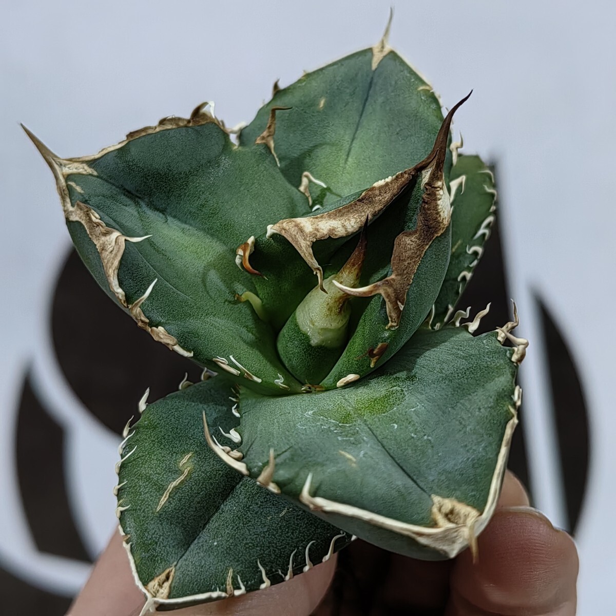 Yahoo!オークション - 047【上澳園芸】 アガベ チタノタ shangao-015雲...