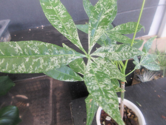 Yahoo!オークション - KN パキラ グラブラ ‘ミルキーウェイ‘（PACH...