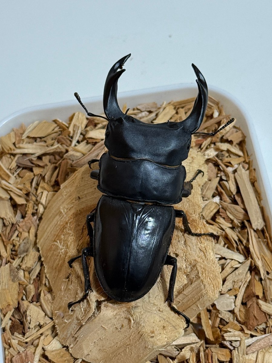 Yahoo!オークション - 【hxbwh999氏】SR ♂84.2mm単品 現レコードホル...