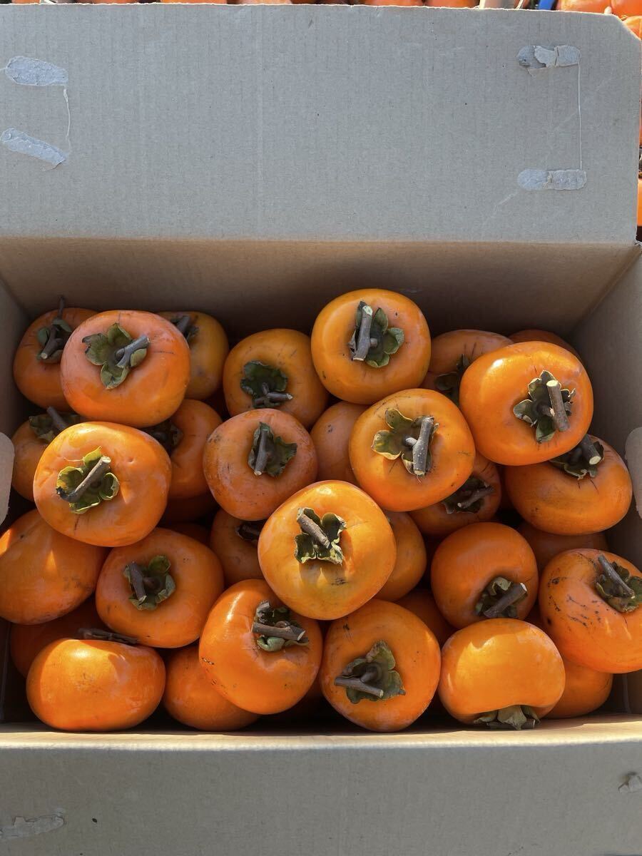 Yahoo!オークション - 岩手県産 渋柿 加工用 10kg 約70個