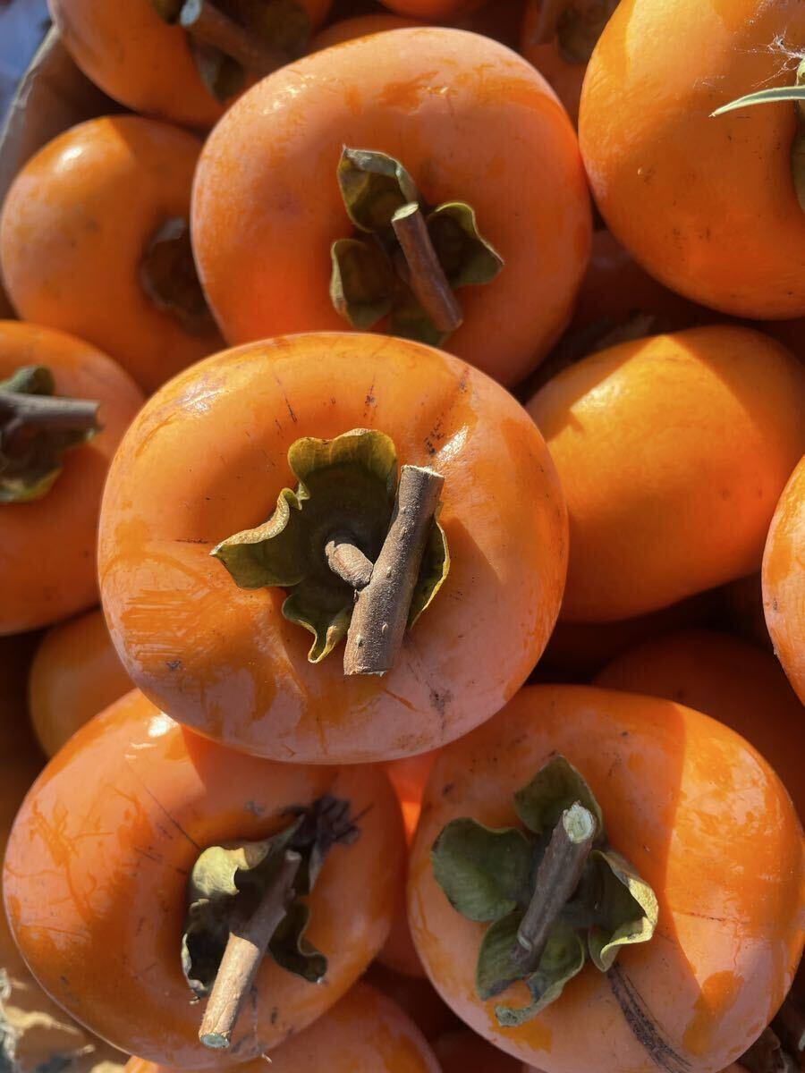 Yahoo!オークション - 岩手県産 渋柿 加工用 10kg 約70個