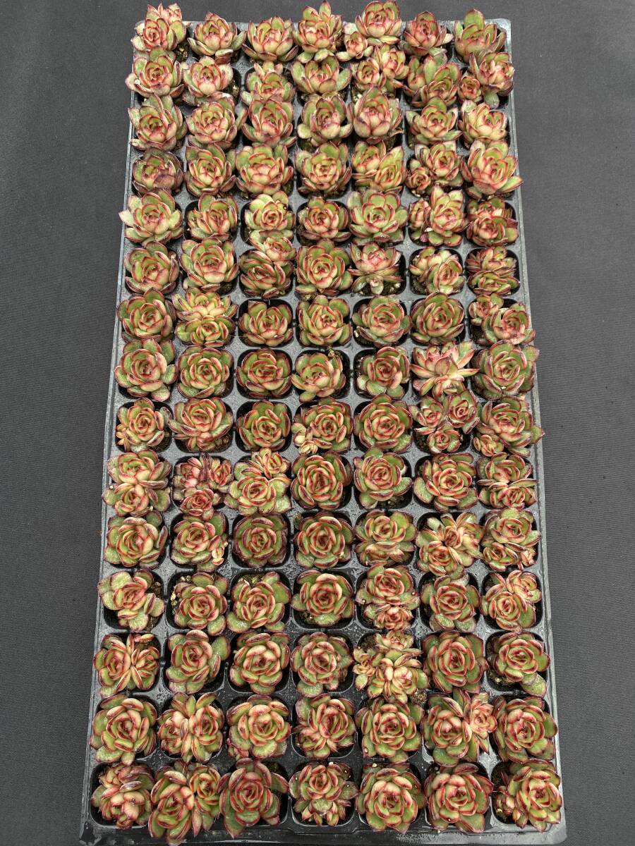 Yahoo!オークション - 105株 Q70&XQS91 多肉植物 エケベリア ポリアン...