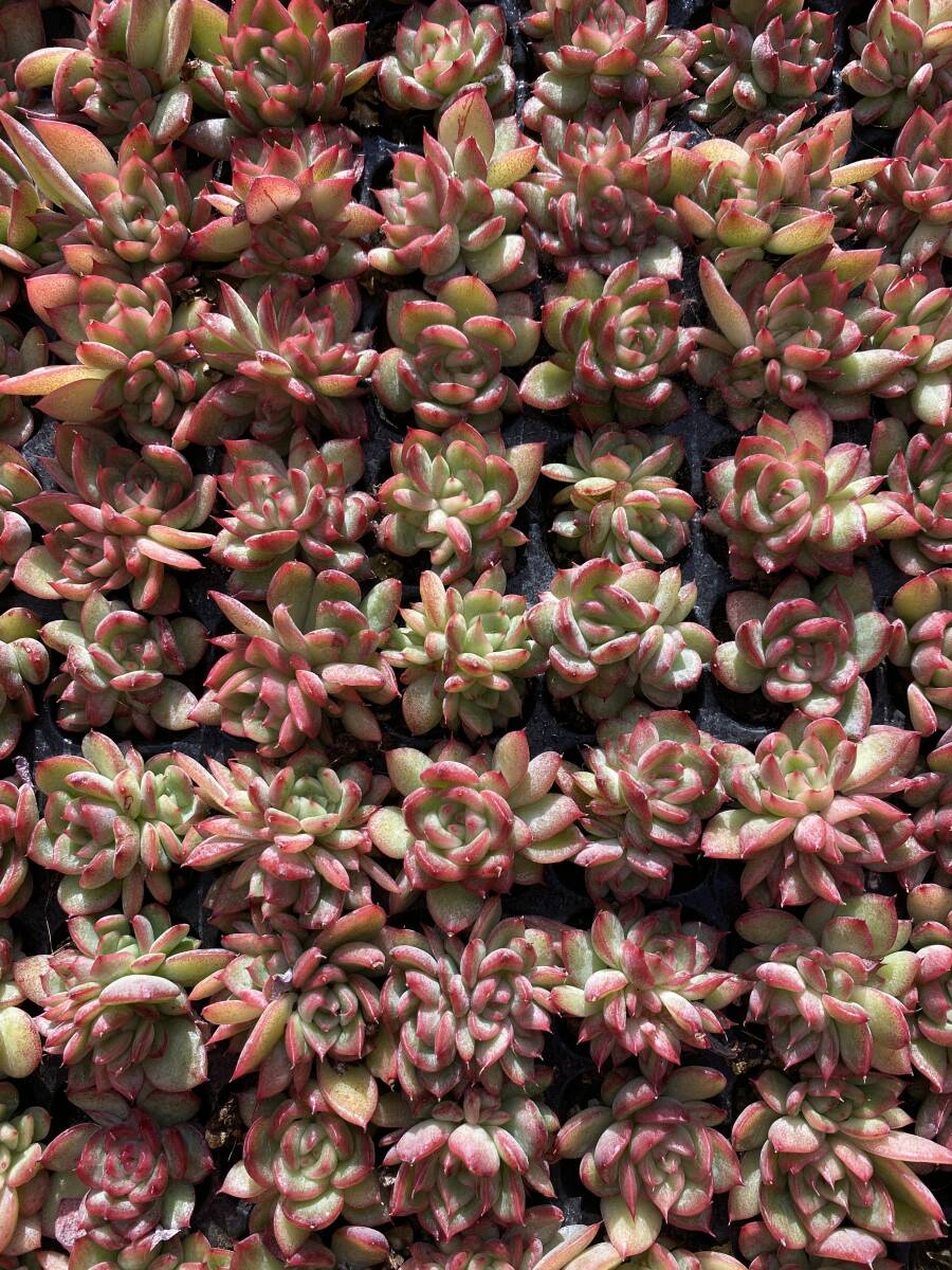 Yahoo!オークション - 105株 Q102&XQS54 多肉植物 エケベリア フロリ...