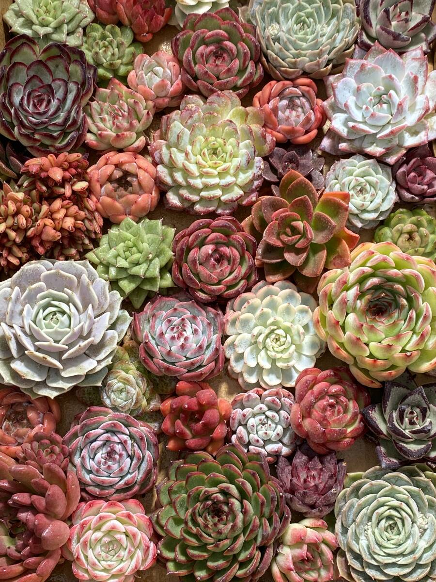 Yahoo!オークション - 55株セット V355 多肉植物 エケベリアミックス...