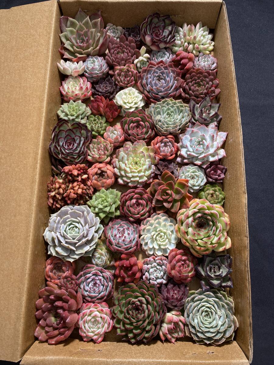 Yahoo!オークション - 55株セット V355 多肉植物 エケベリアミックス...