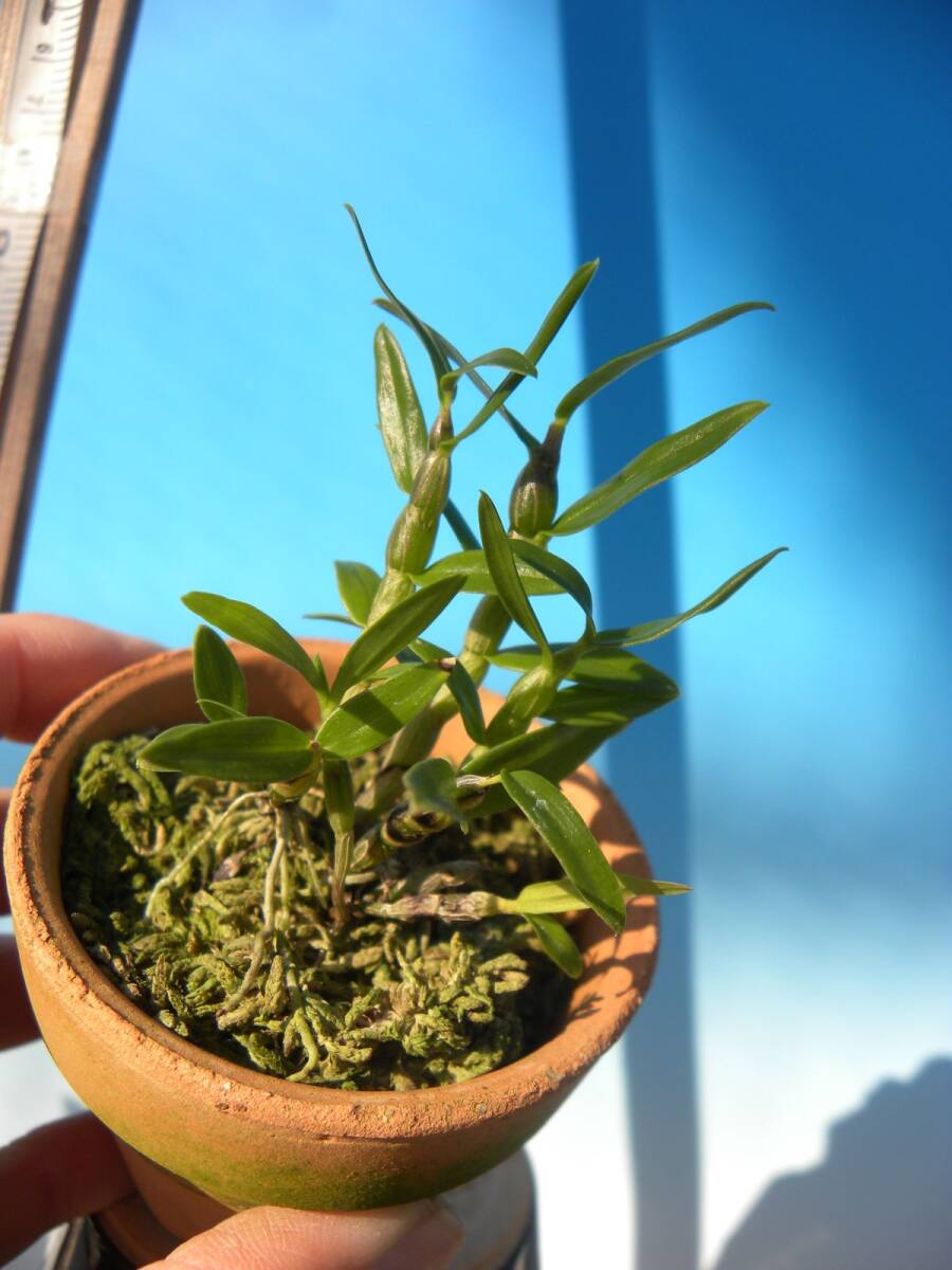 Yahoo!オークション - T 洋蘭 Dendrobium Sakura Fairy (moniliforme x...