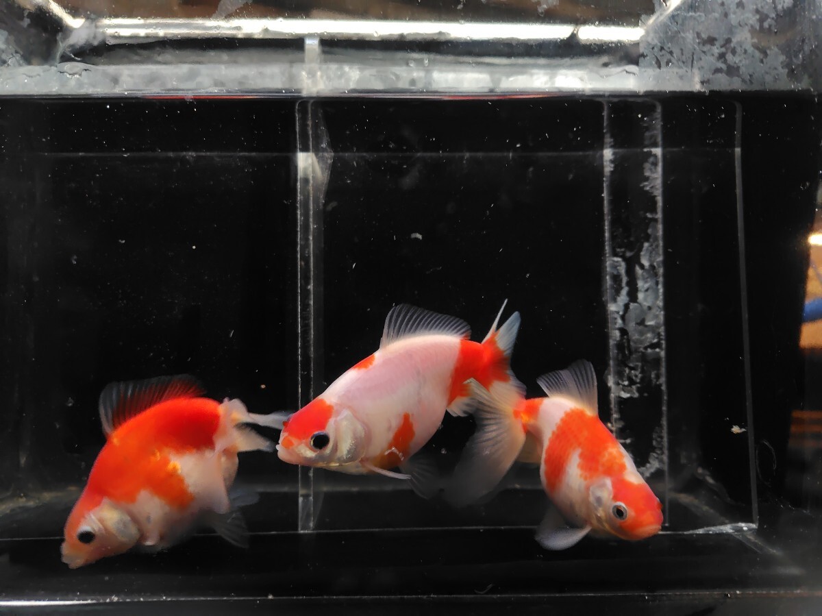 Yahoo!オークション - A-352 東海錦 モザイク普鱗 2025.5.15孵化舵2枚1...