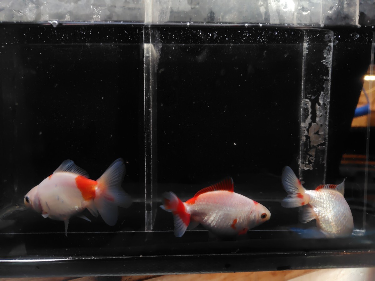 Yahoo!オークション - A-354 東海錦 モザイク普鱗 2025.5.15孵化舵2枚9...